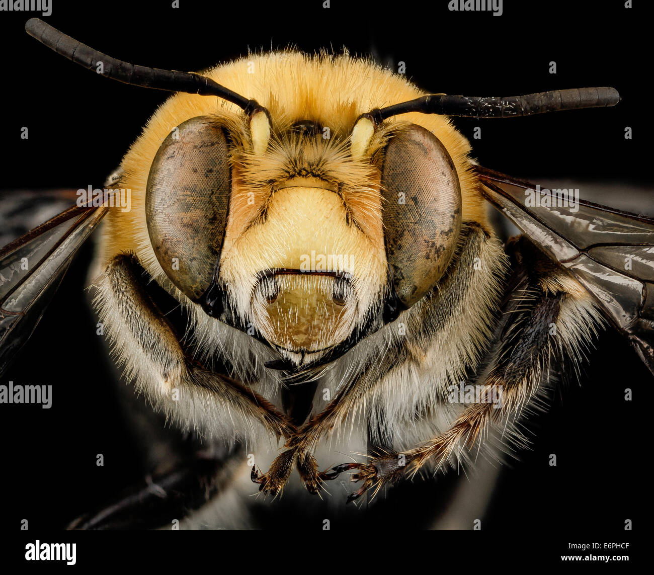 This photograph captures the male Anthophora affabilis, a bee species ...