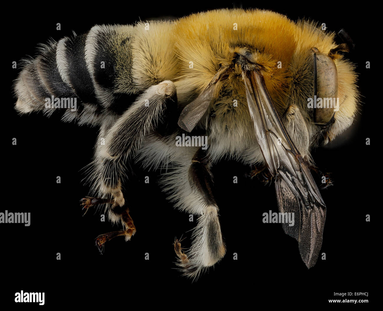 Anthophora affabilis, M, side, Pennington County, South Dakota 2012-11 ...