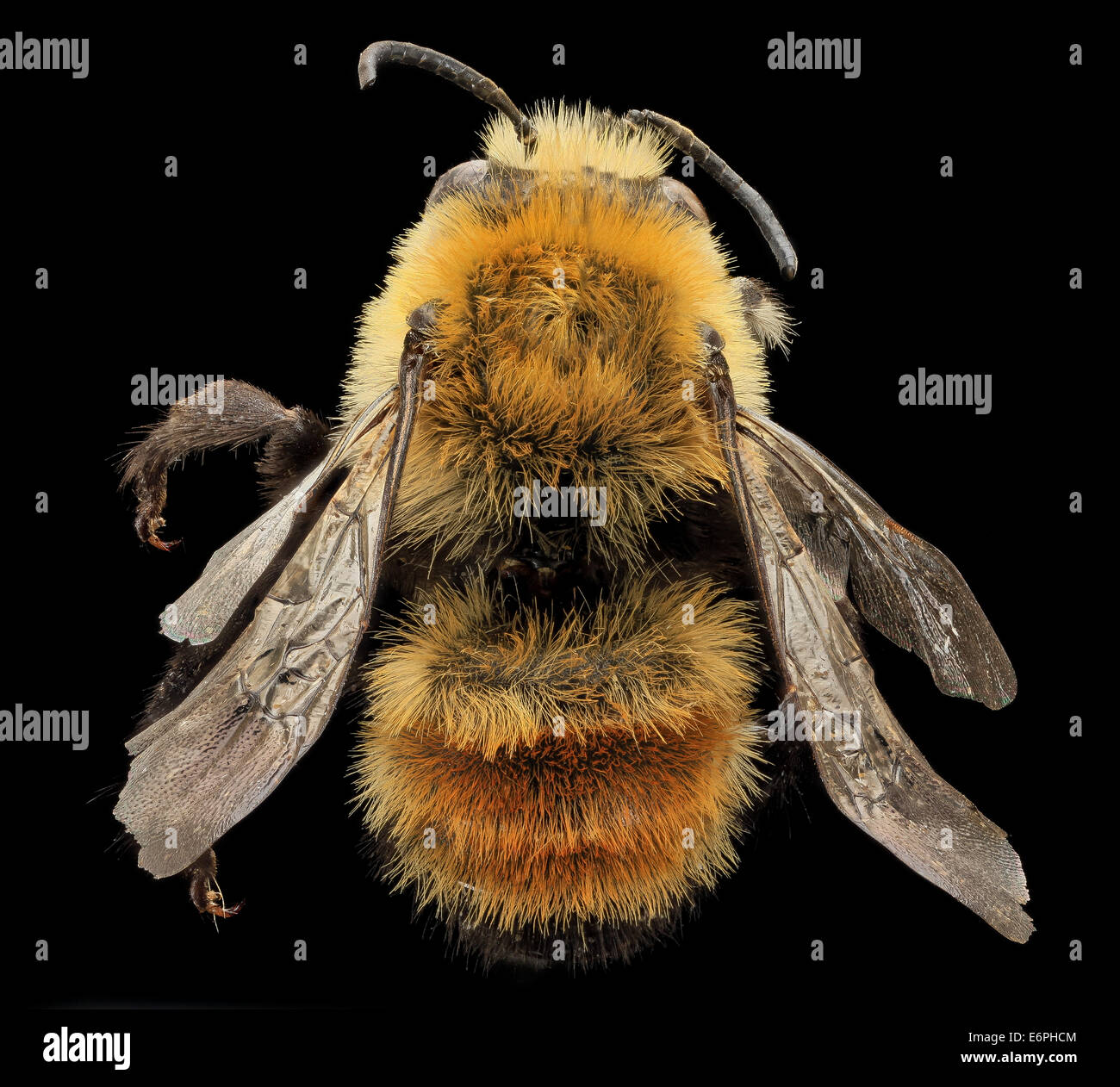 Anthophora bomboides, M, back, Lincoln Co, Wyoming 2013-12-30-140222 ZS ...