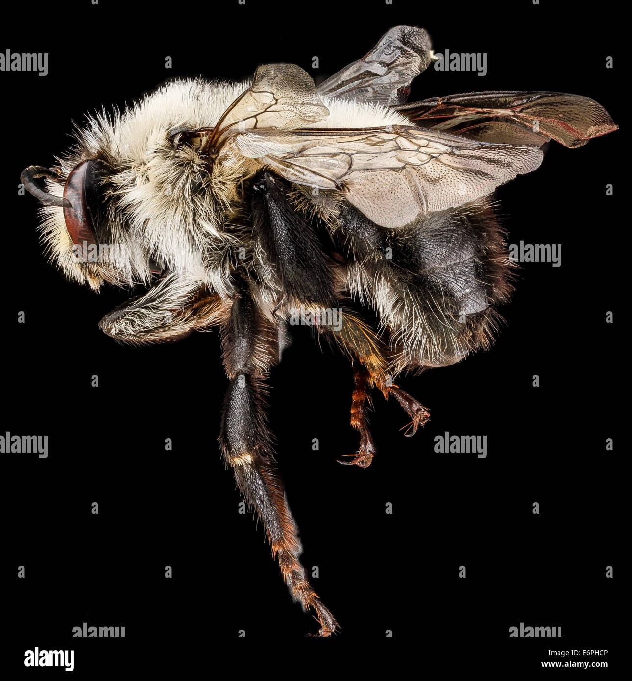 Identification arthropoda entomology hi-res stock photography and ...