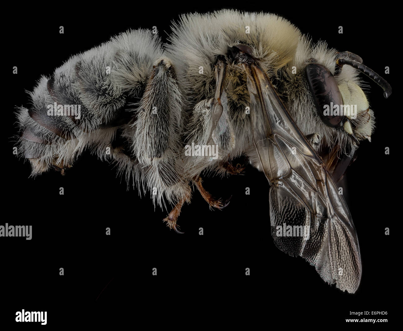 This image shows a male *Anthophora occidentalis* bee, viewed from the ...