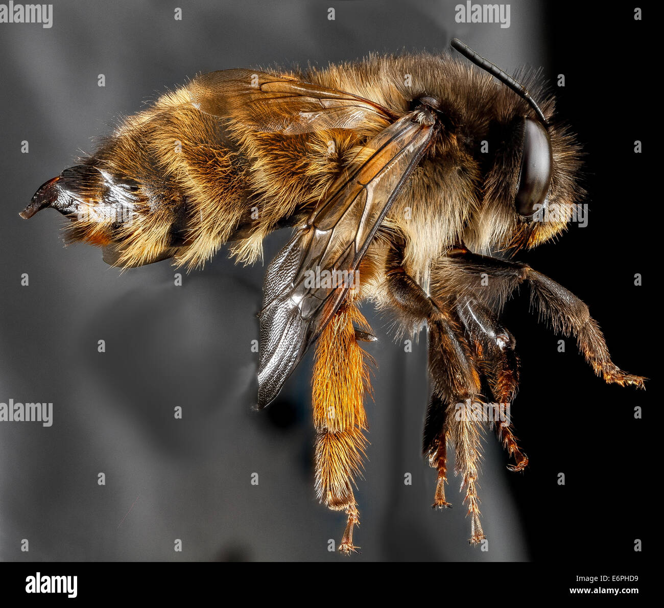 Anthophora pilipes hi-res stock photography and images - Alamy