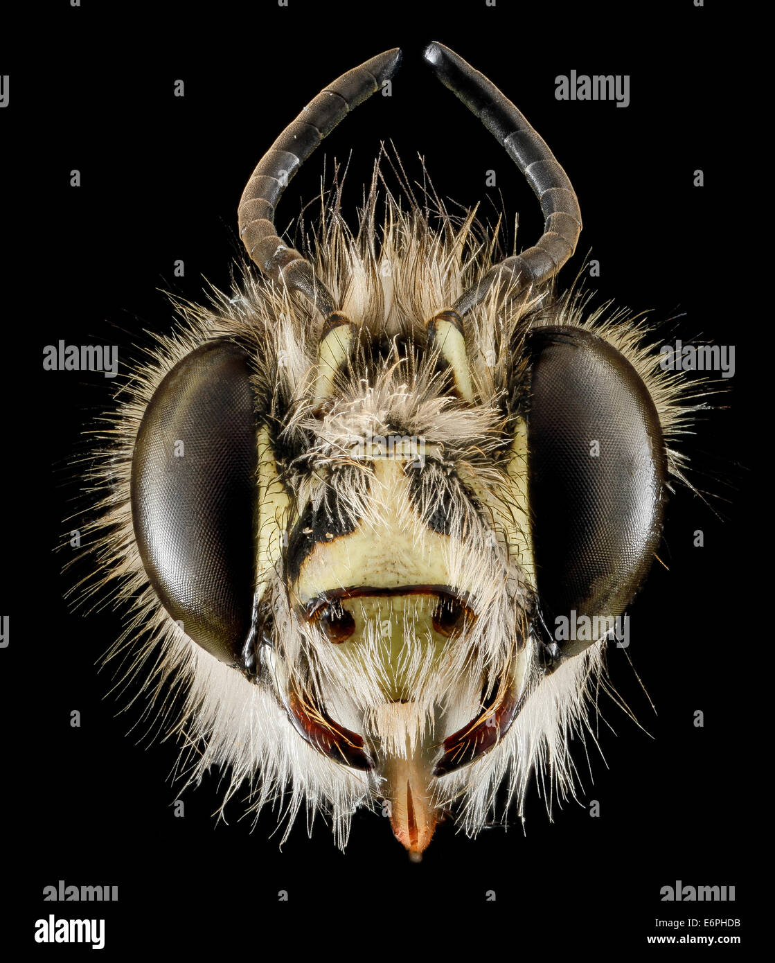 Aculeata animal animalia anthophila anthophora anthophora plumipes hi ...