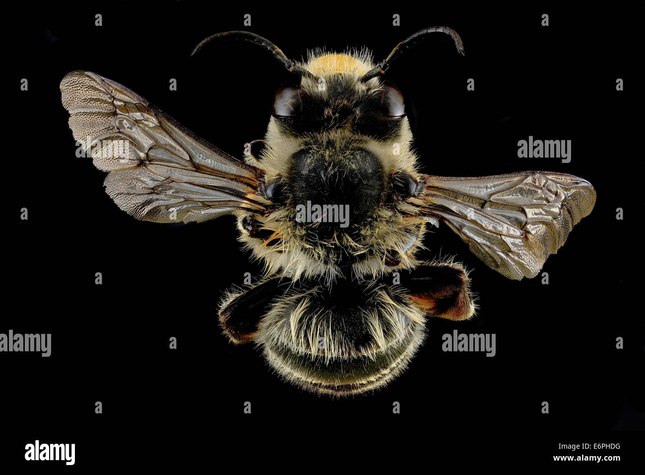 This close-up image shows the back view of a male Anthophora terminalis ...