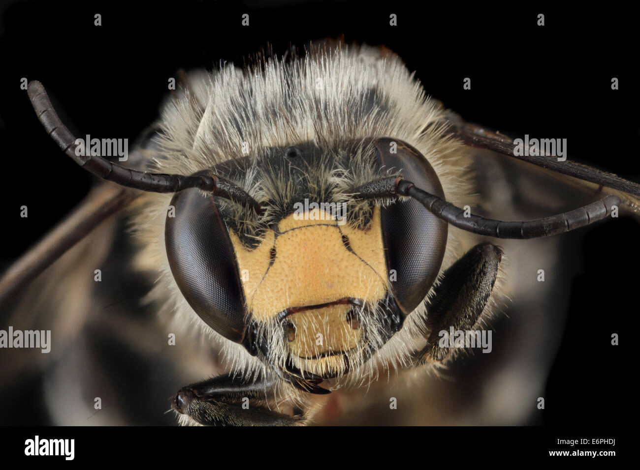Anthophora terminalis, a species of bee, was photographed at the Morris ...