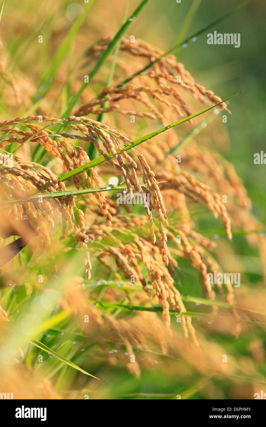 Rice cultivation staple food hi-res stock photography and images - Alamy