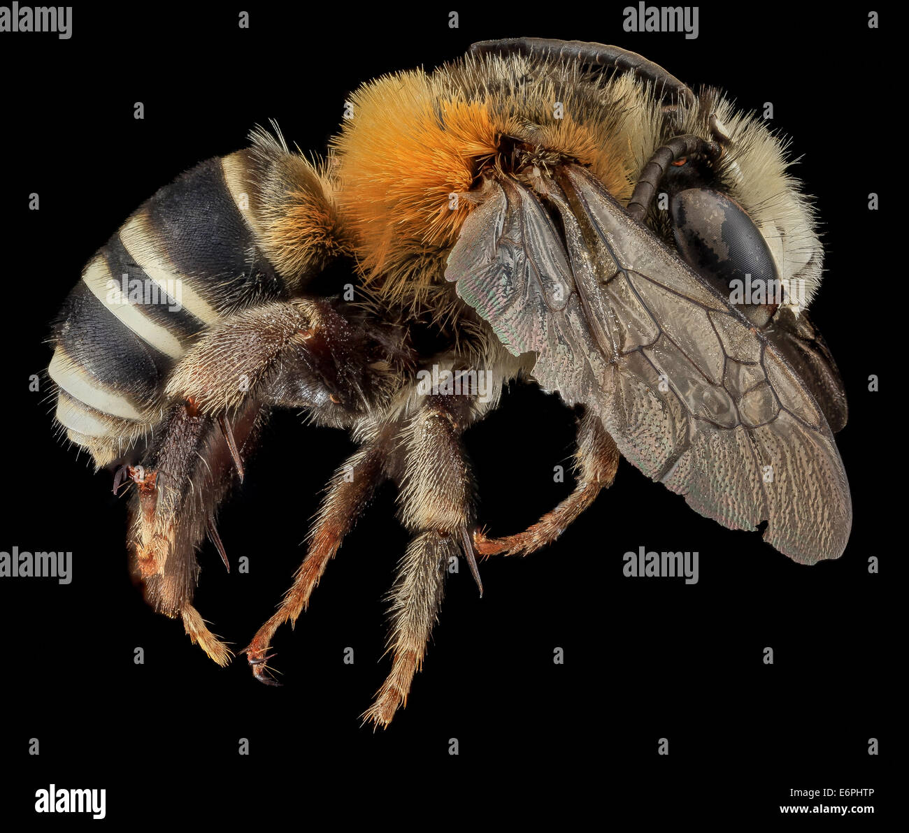 Insects characteristic features hi-res stock photography and images - Alamy