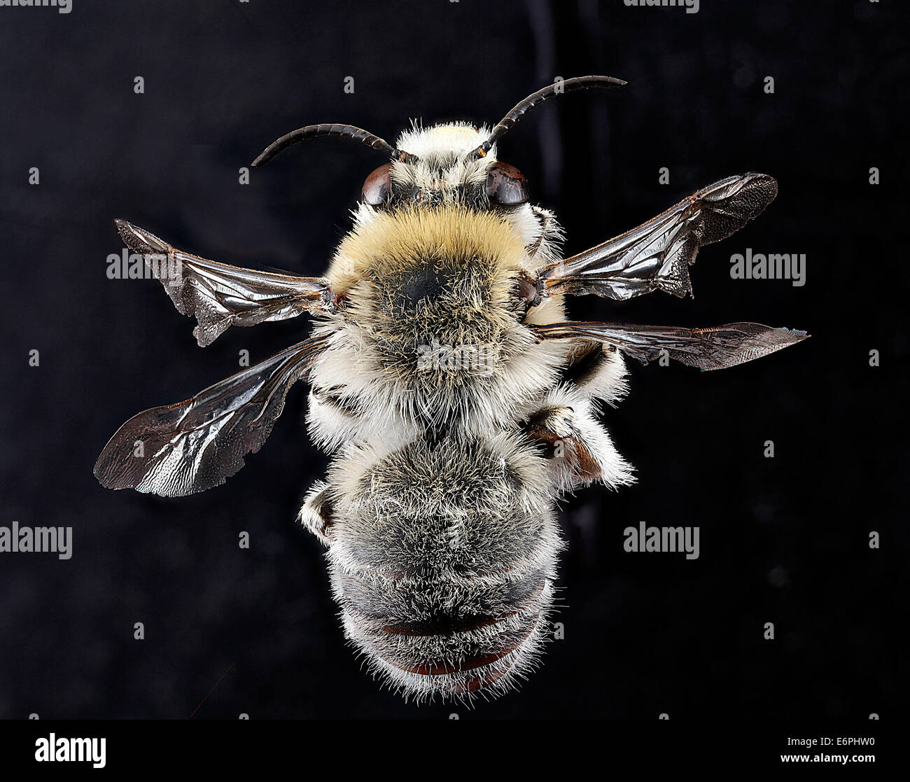 This close-up image shows a male Anthophora occidentalis, a species of ...