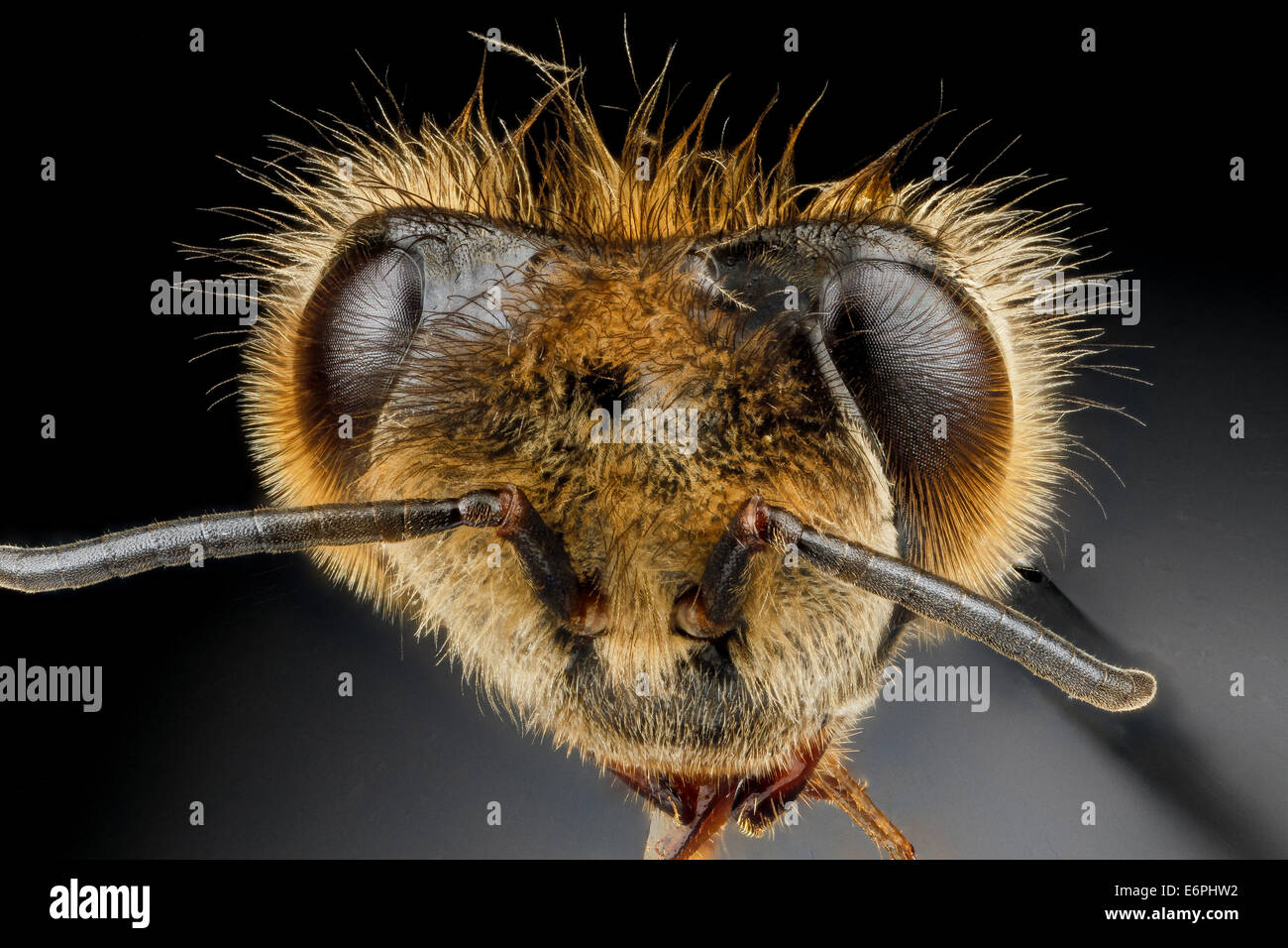 The image captures a close-up of a honey bee, *Apis mellifera ...