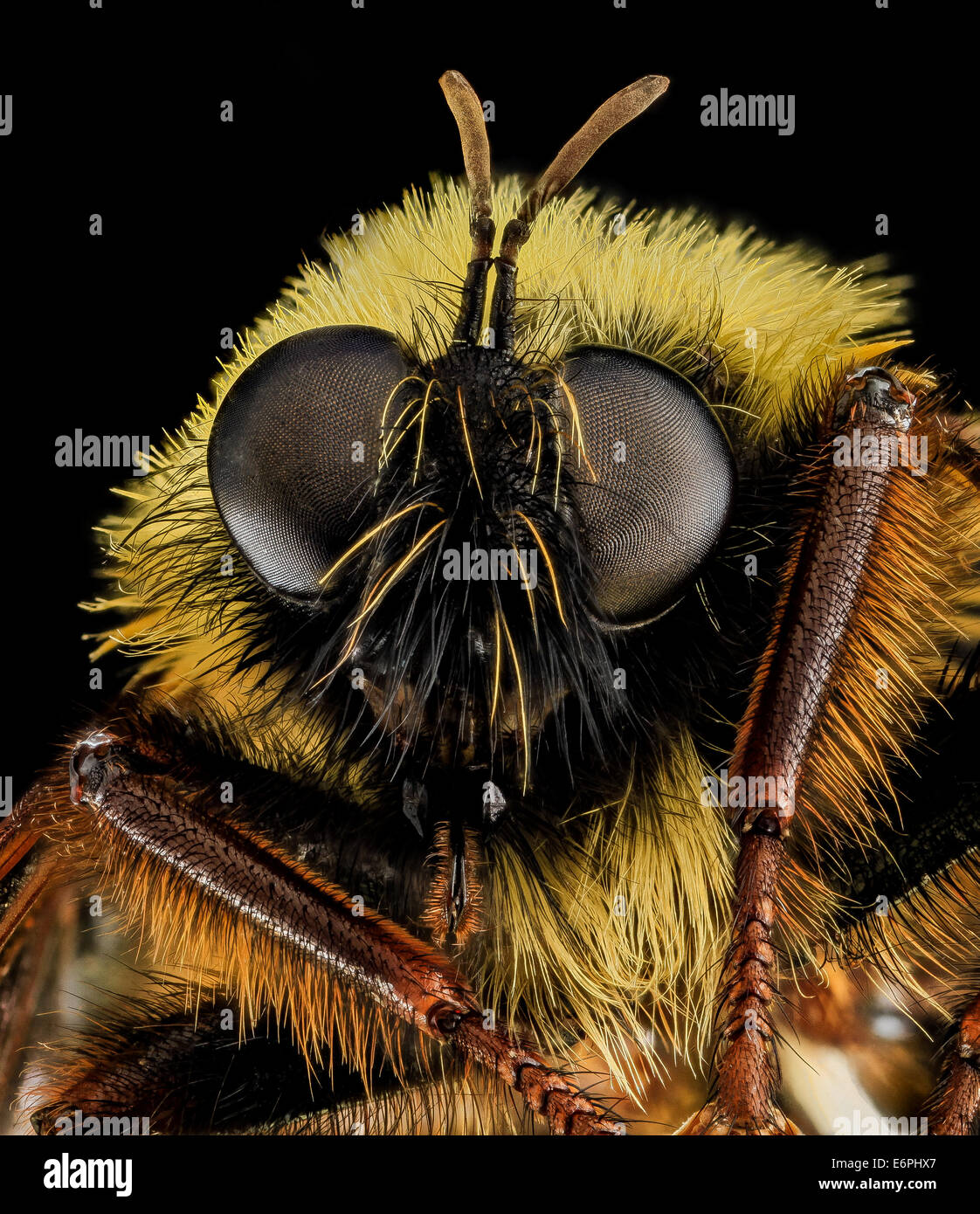 Species of robber fly hi-res stock photography and images - Alamy