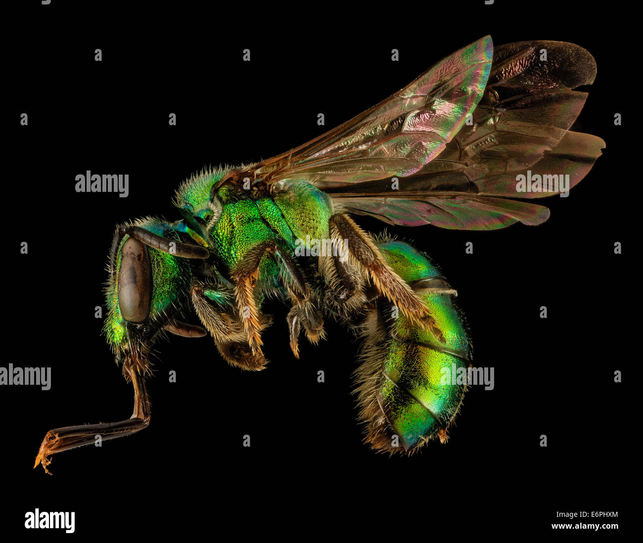 Binomial augochlora regina taxonomy hi-res stock photography and images ...
