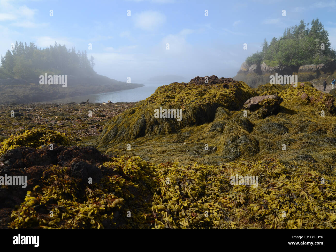 Blacks harbour new brunswick canada hi-res stock photography and images ...