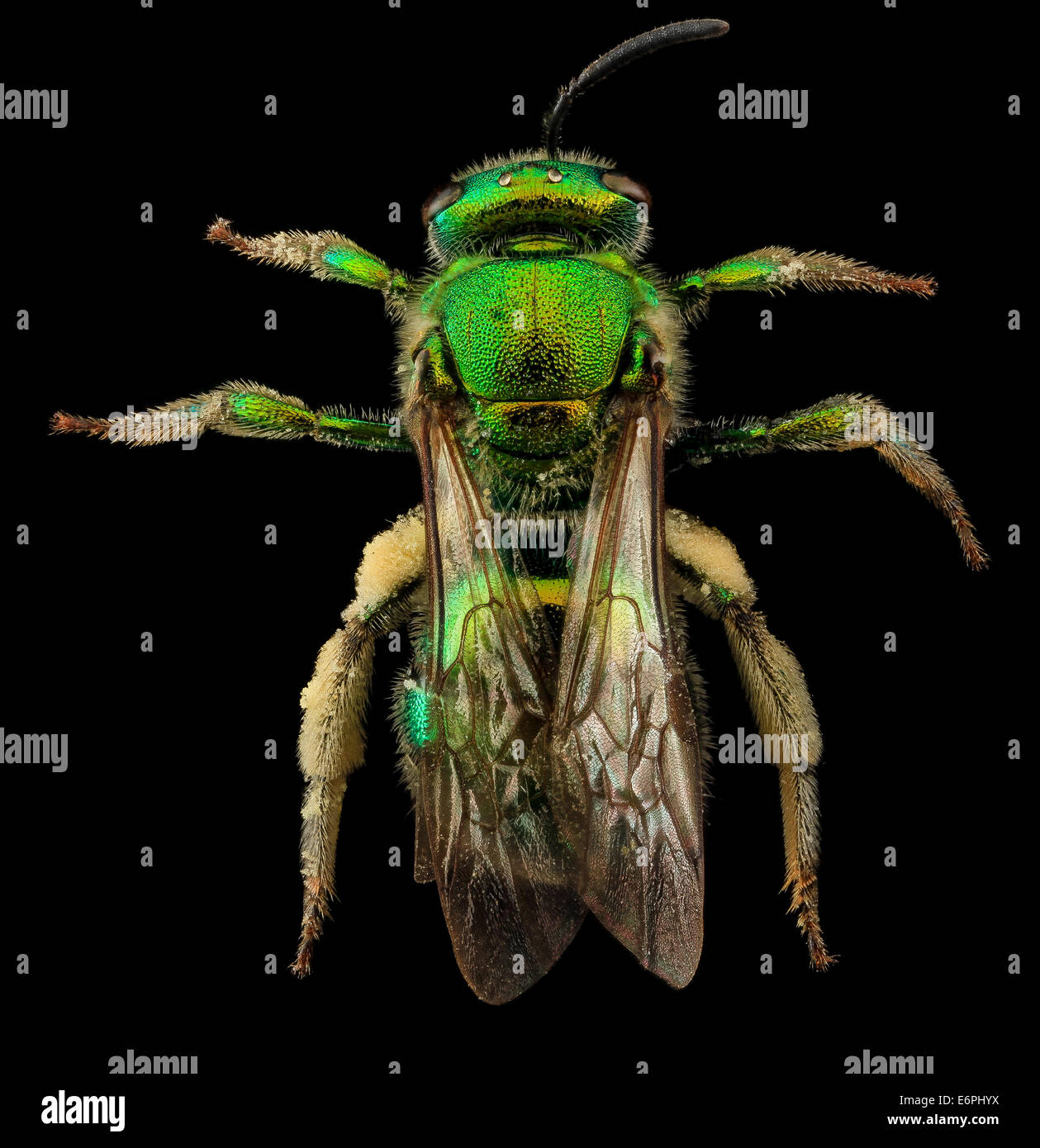 Close-up photograph of a female Augochloropsis metallica, a species of ...