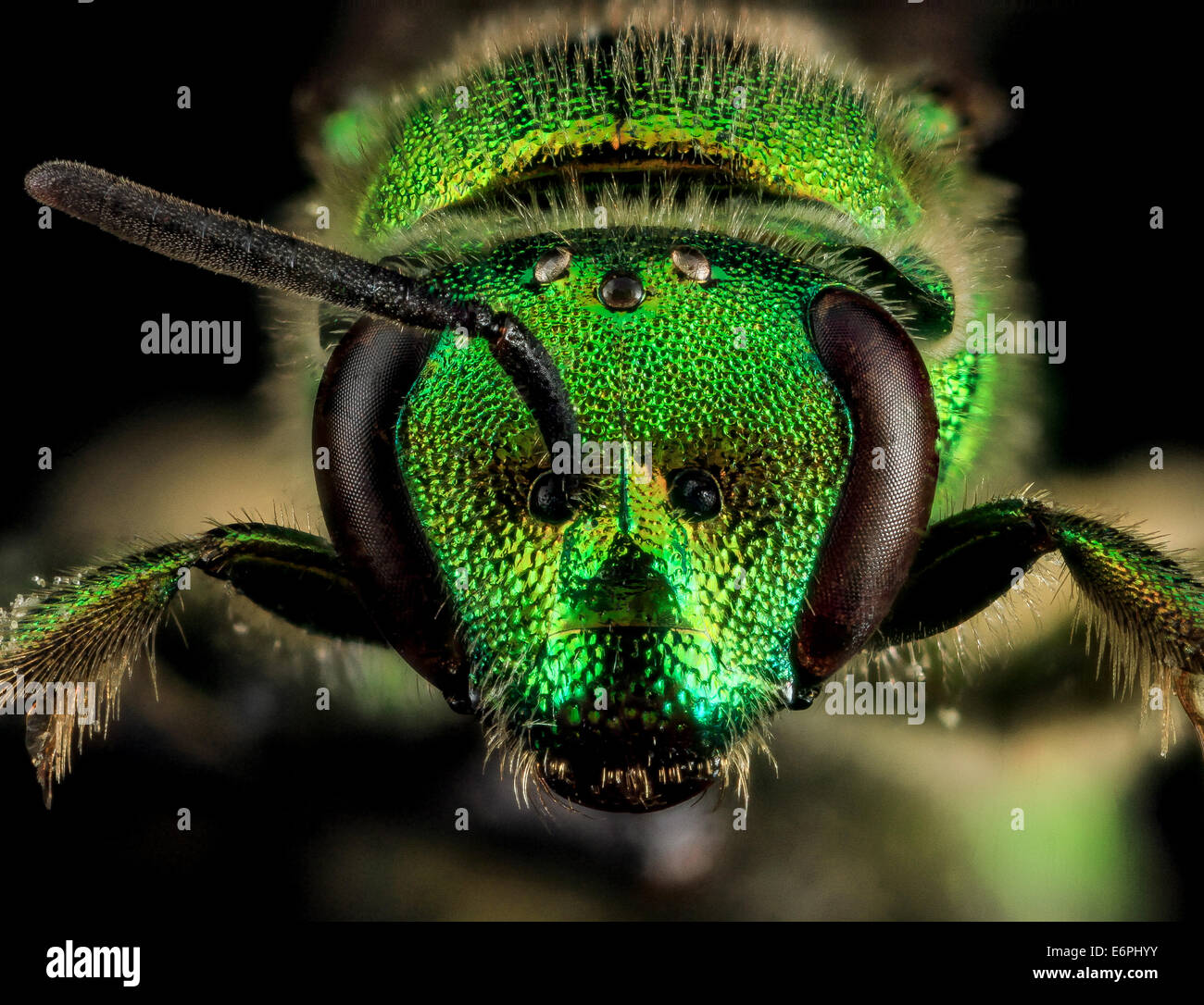 The Augochloropsis metallica, a sweat bee species, is photographed in ...