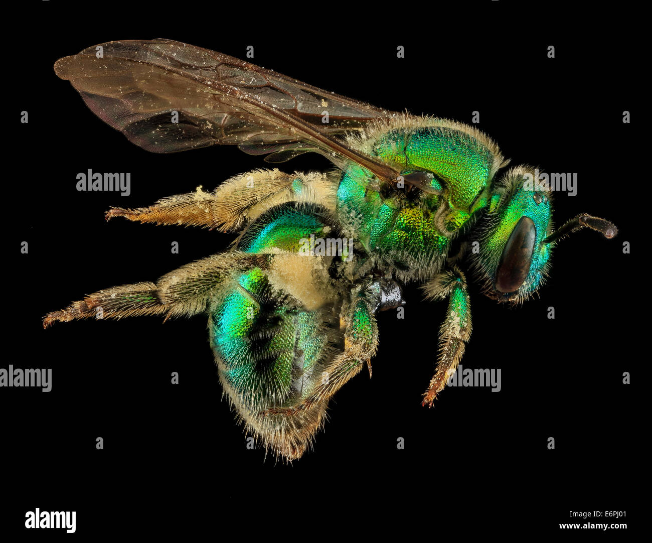 Binomial augochloropsis metallica hi-res stock photography and images ...