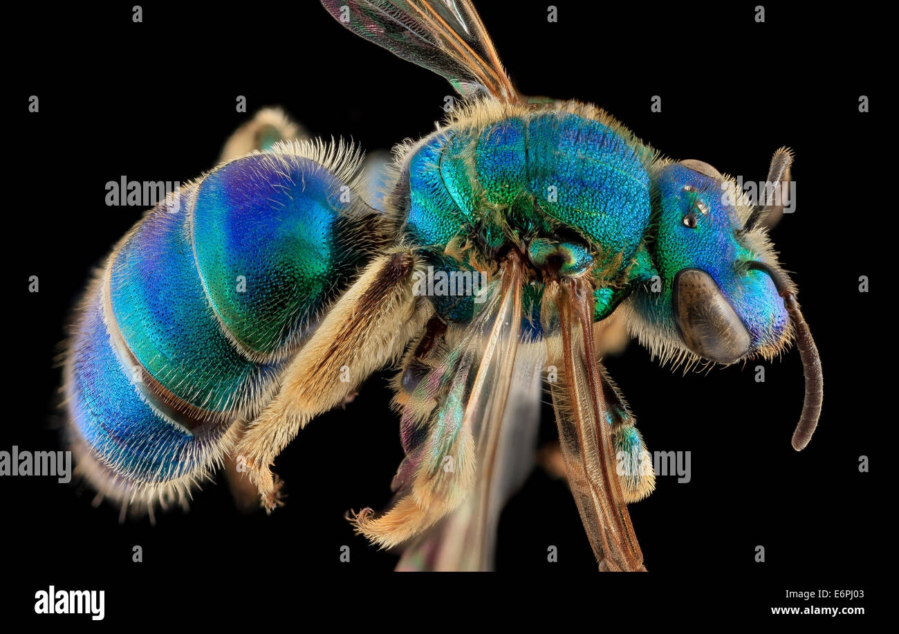 This photo showcases an Augochloropsis sumptuosa, a blue and green ...