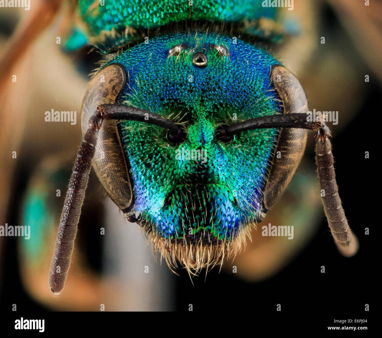 A female Augochloropsis sumptuosa bee, captured in Moore County, North ...