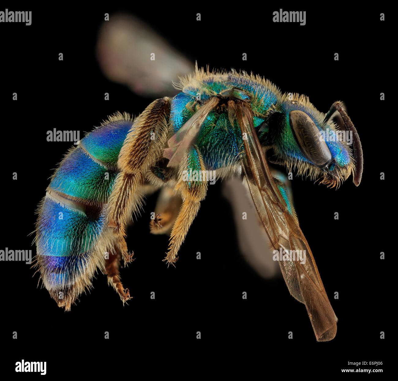 Augochlorini hi-res stock photography and images - Alamy