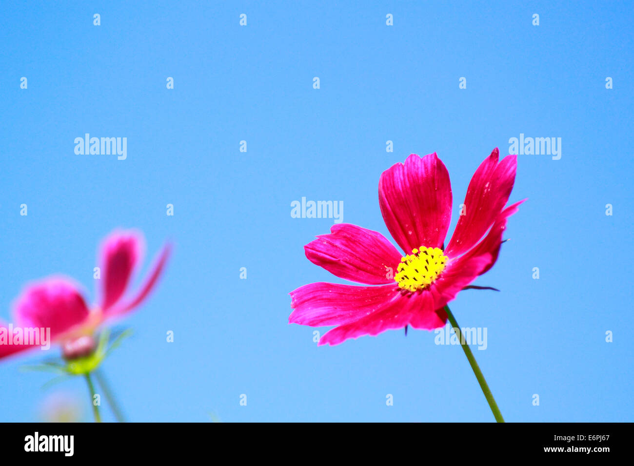 Wild cosmos flower Cut Out Stock Images & Pictures - Alamy