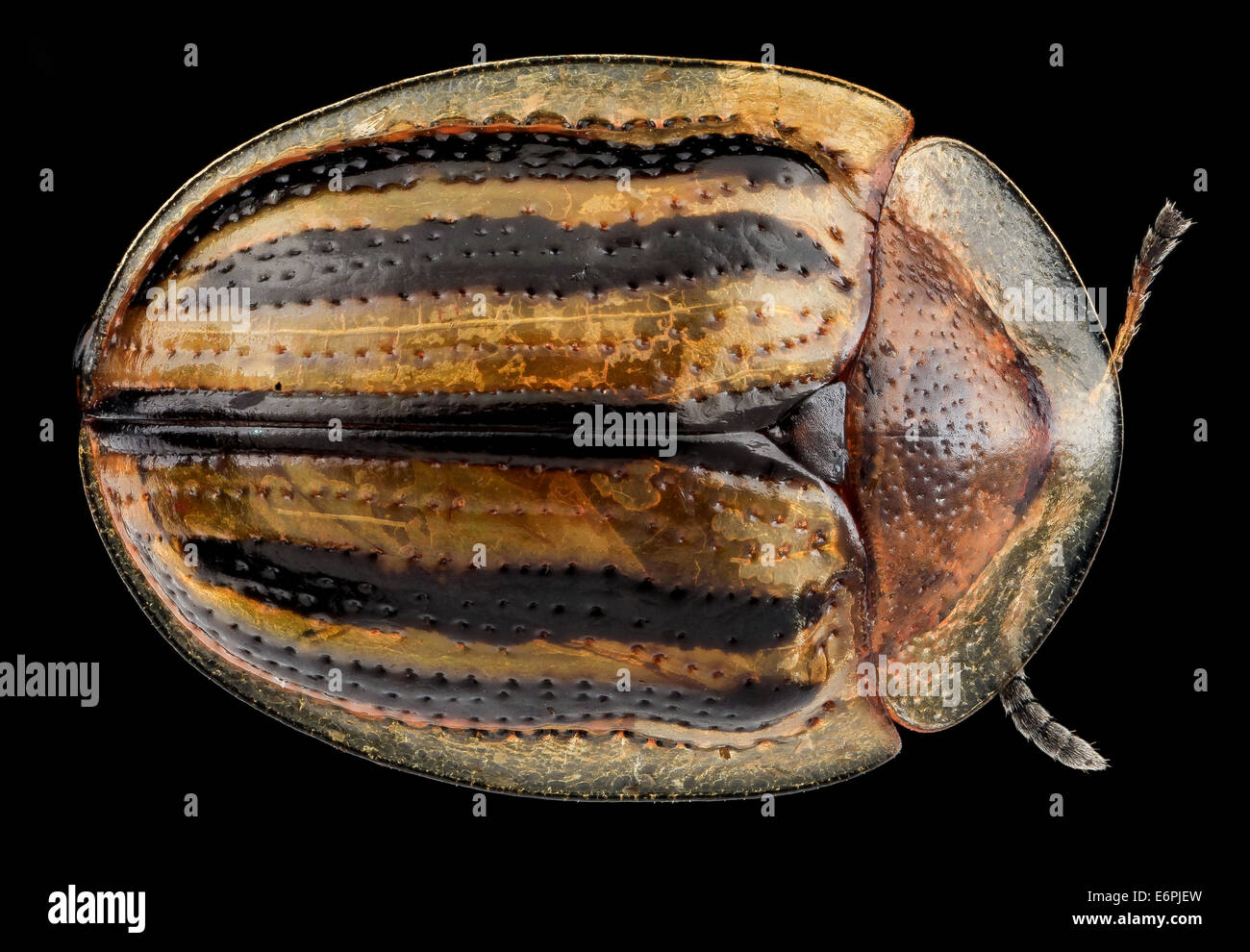 Primeval Future Beetle