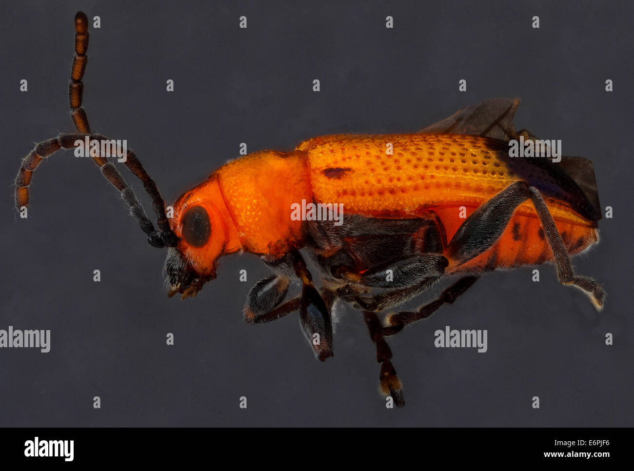A beetle species from the Dominican Republic, potentially a leaf beetle ...