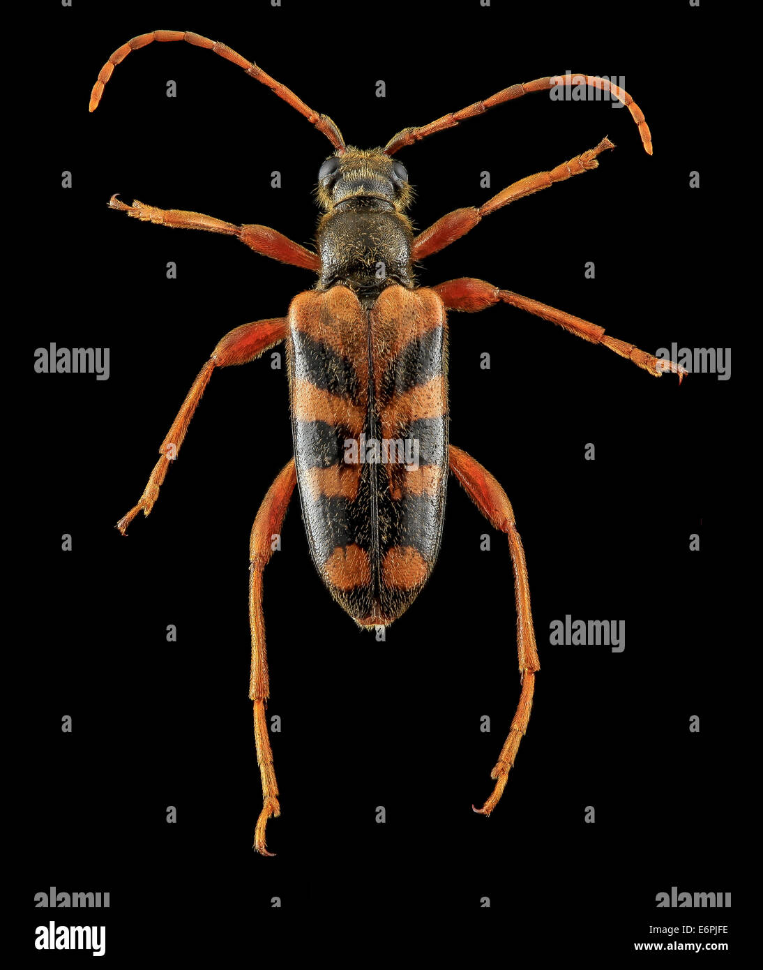 36 coleoptera beetle hi-res stock photography and images - Alamy