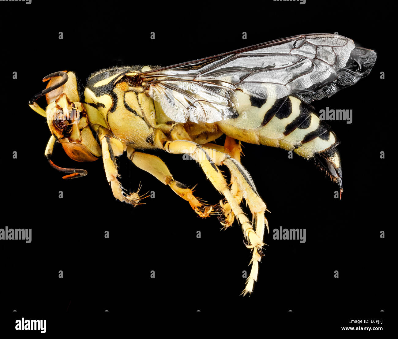 Side view wasp nest hi-res stock photography and images - Alamy