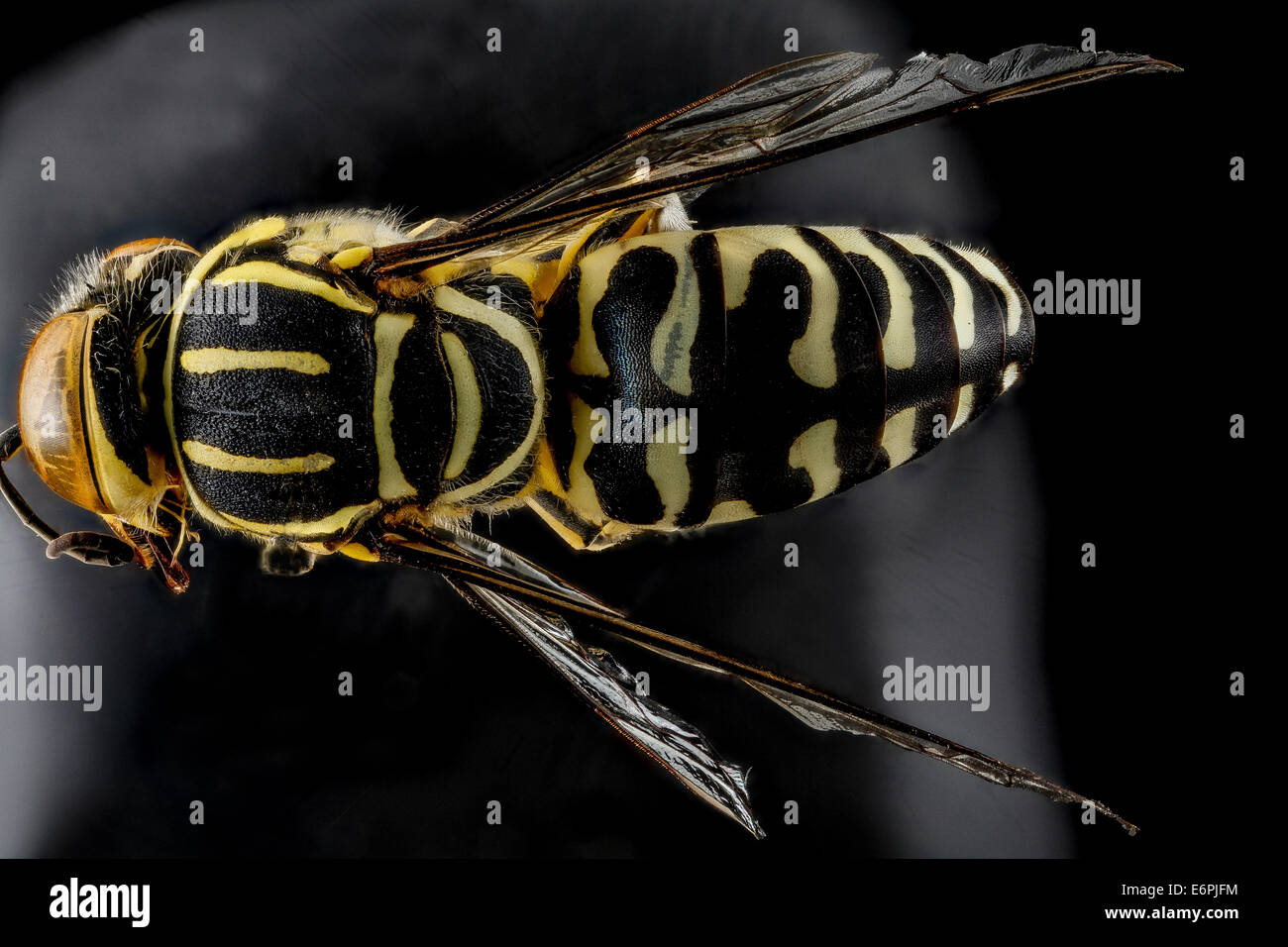 Bembix americana, a female sand wasp, is pictured from the back in ...