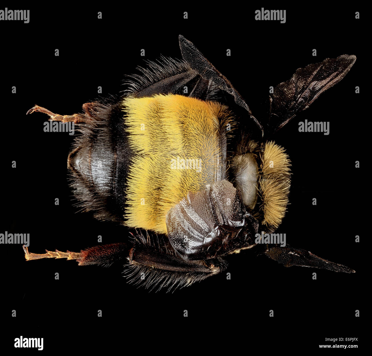 This image shows a Bombus auricomus bumblebee photographed in Baltimore ...