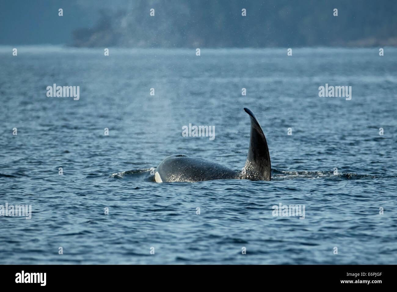 Floppy Fin heading north Stock Photo - Alamy
