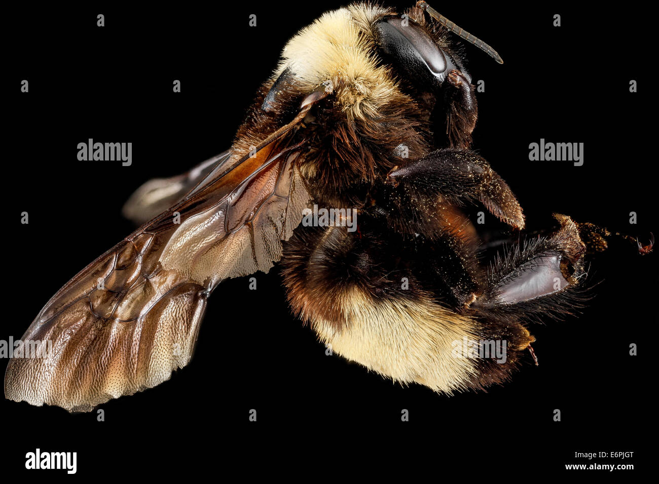 A side view of the female Bombus auricomus, a species of bumblebee ...