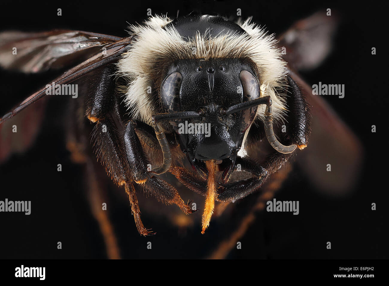 O Bimaculatus High Resolution Stock Photography and Images - Alamy