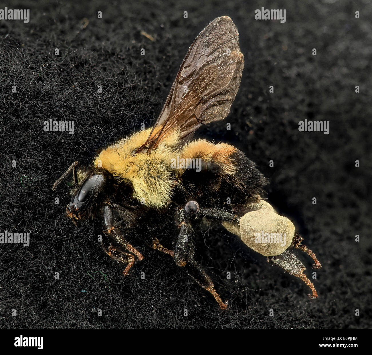 Bumblebee carrying pollen hi-res stock photography and images - Alamy