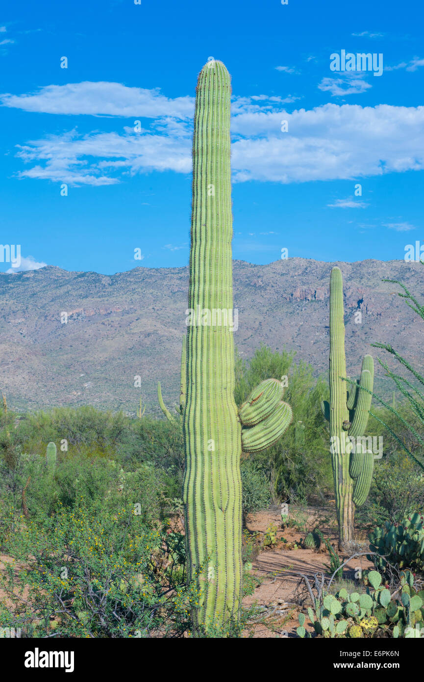 Giant Saguaro cactus in Sonoran desert in southern Arizona Stock Photo ...
