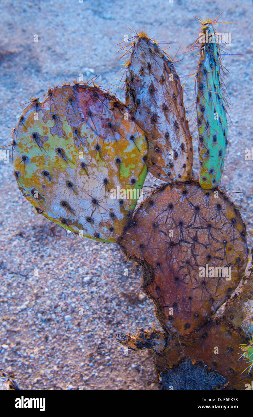 Dry cactus in the Sonoran desert in southern Arizona Stock Photo - Alamy
