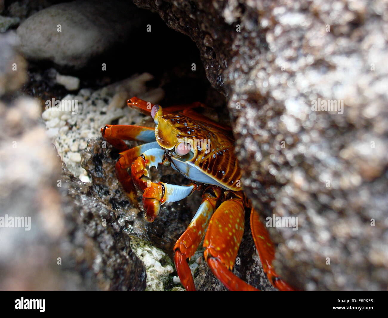 Crab hiding rocks hi-res stock photography and images - Alamy