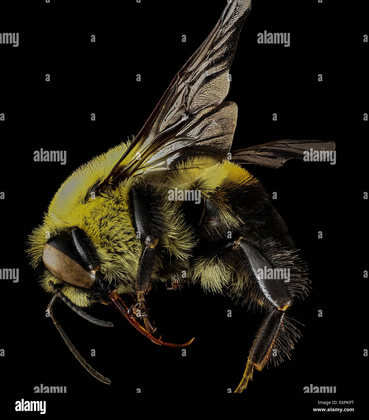 A side view of Bombus griseocollis, also known as the Brown-belted ...