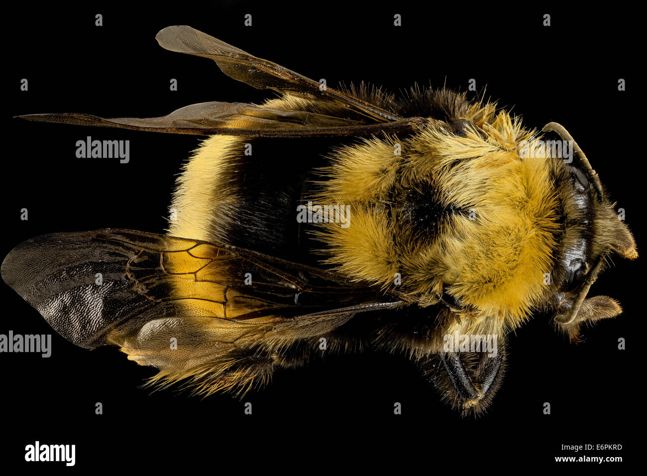 Bumblebee anatomy hi-res stock photography and images - Alamy