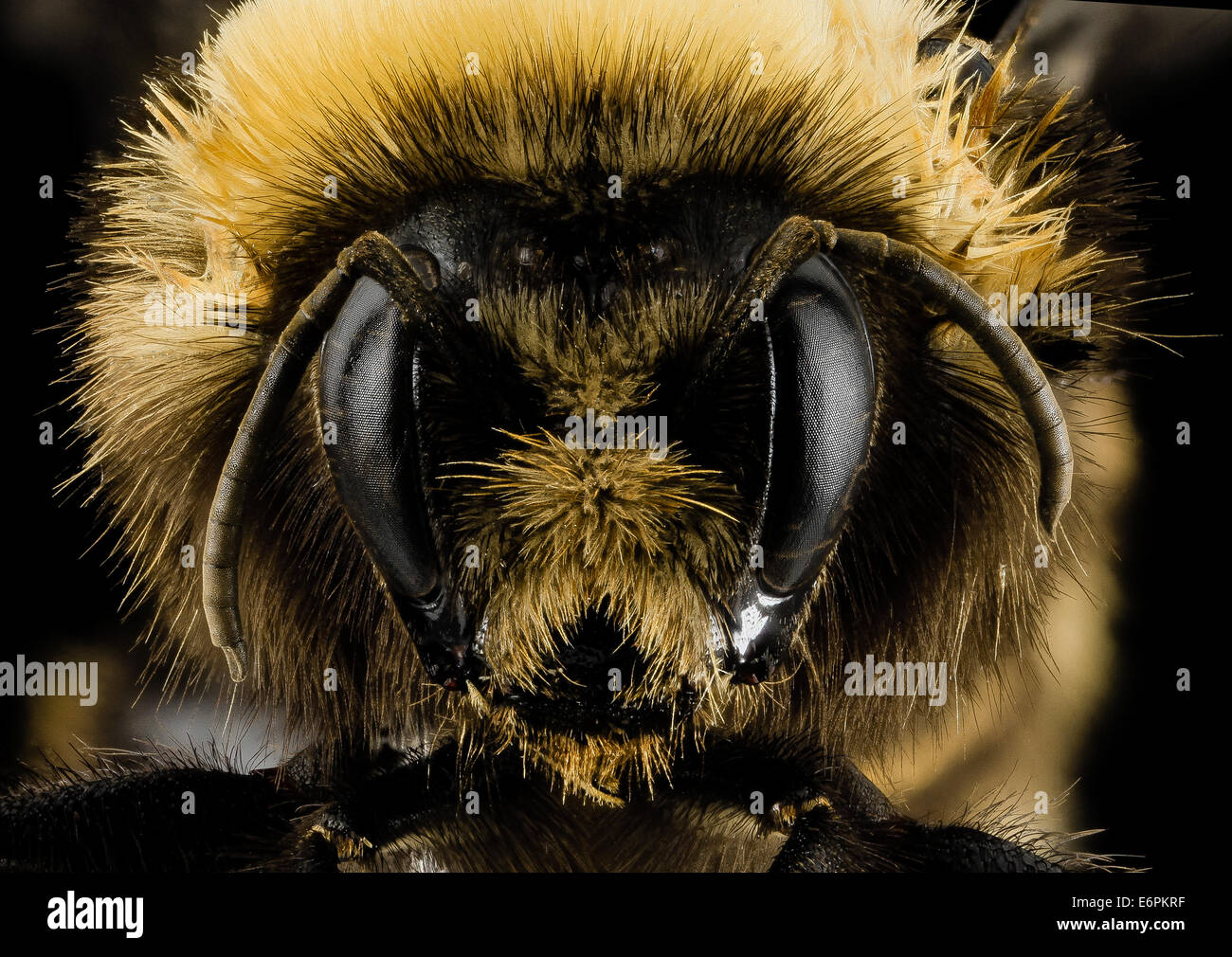 A close-up image of a female Bombus occidentalis, a bumblebee species ...