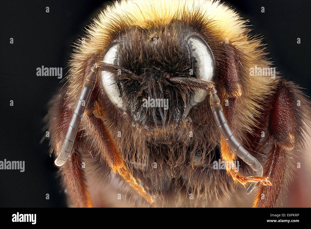 This photograph shows a male *Bombus variabilis*, a rare bumblebee ...