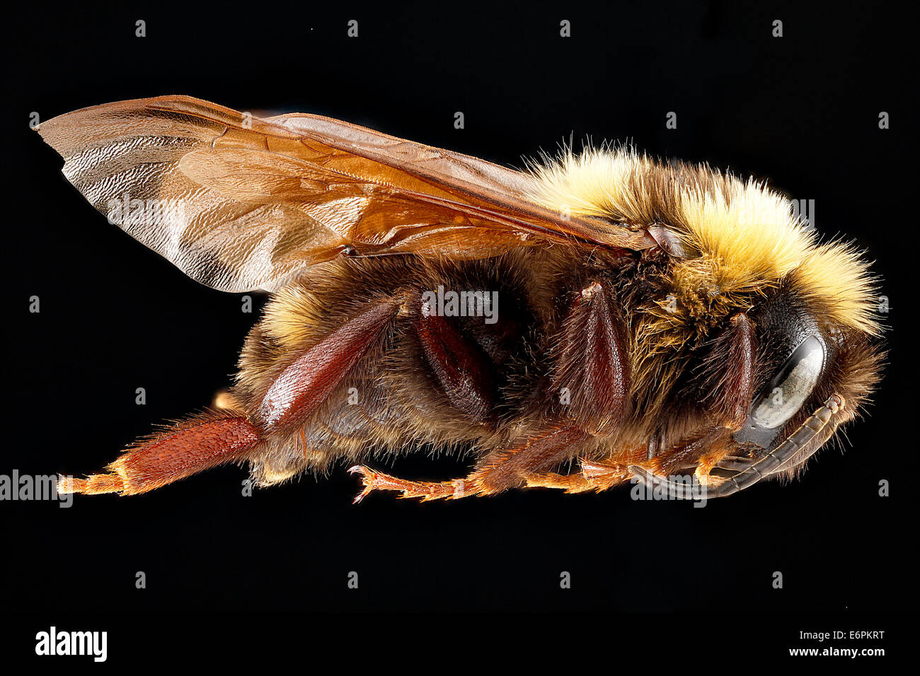 The photograph shows a male Bombus variabilis, a rare species of ...
