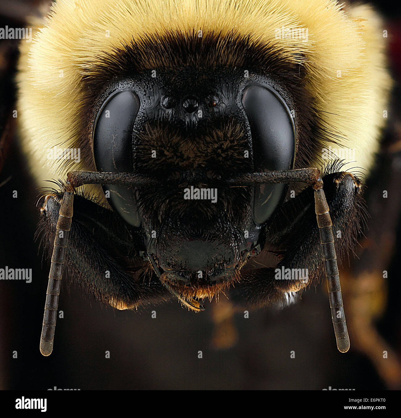 Bumblebee anatomy hi-res stock photography and images - Alamy