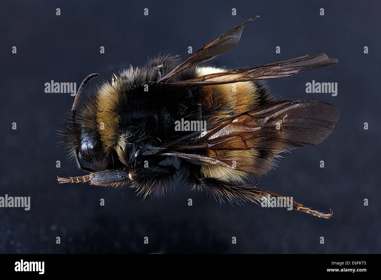 A male Bombus terricola, commonly known as the yellow-banded bumblebee ...