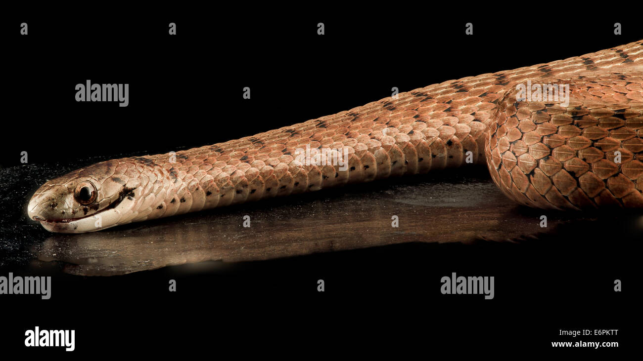 This image shows a roadkilled Brown Snake (Storeria dekayi) in ...