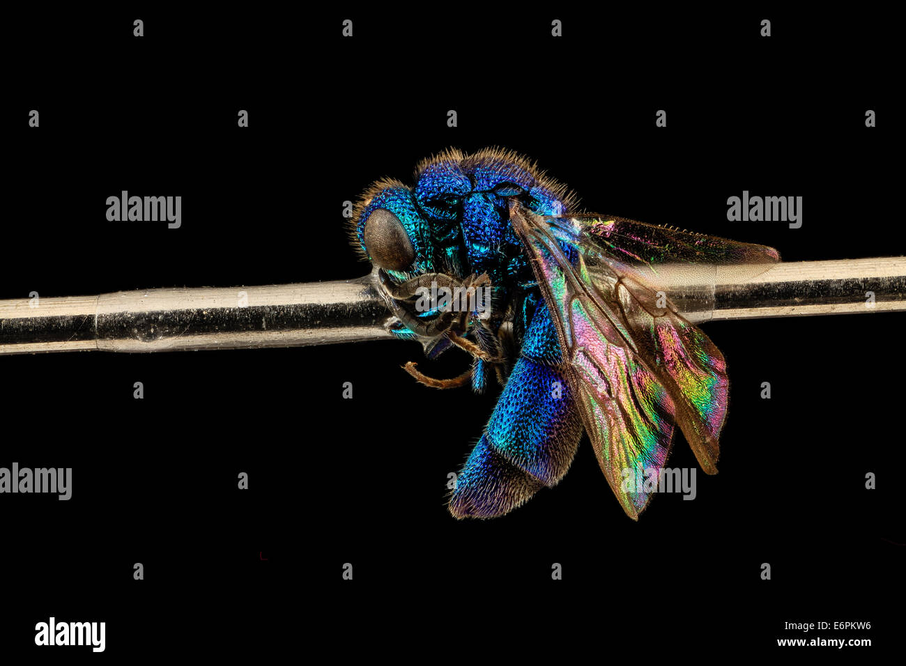Animal piquant hi-res stock photography and images - Alamy