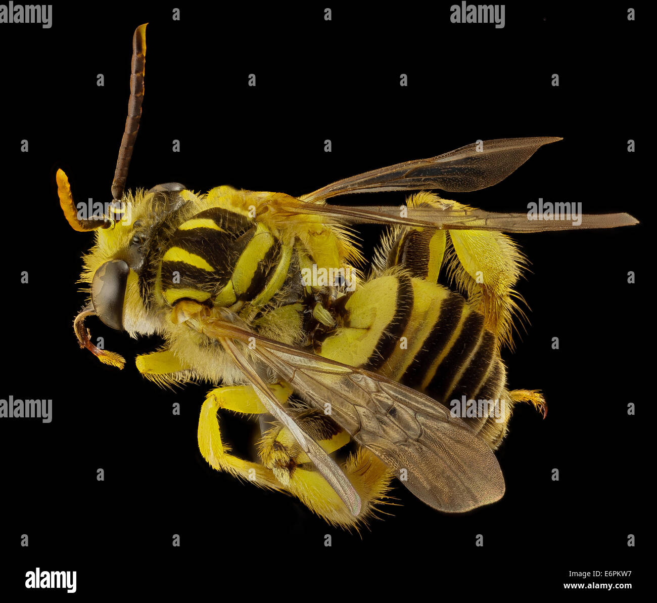 Oil collecting bees hi-res stock photography and images - Alamy