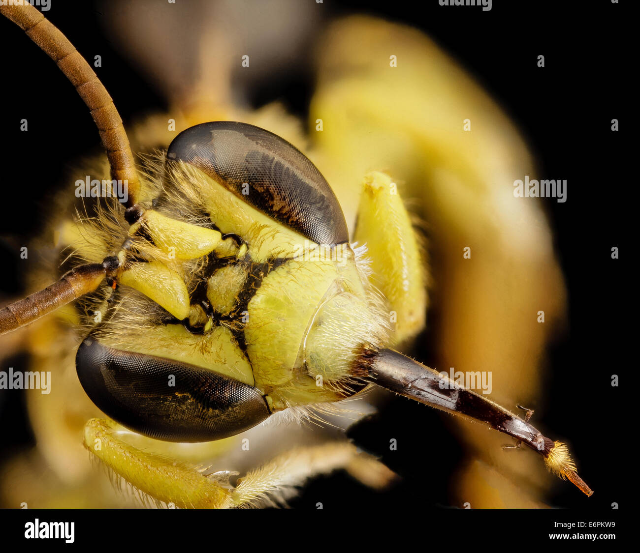 Oil collecting bee hi-res stock photography and images - Alamy