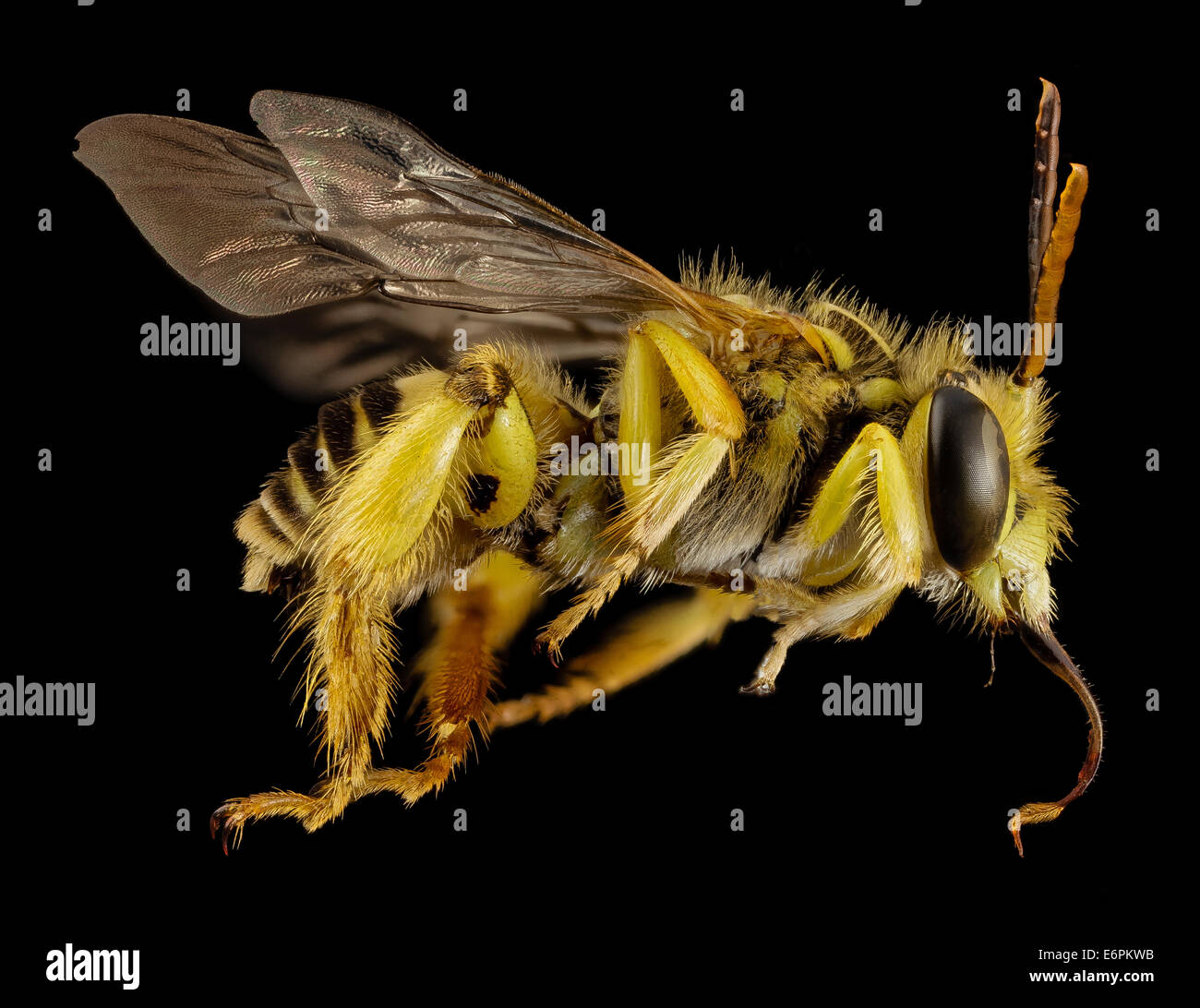 Oil collecting bees hi-res stock photography and images - Alamy