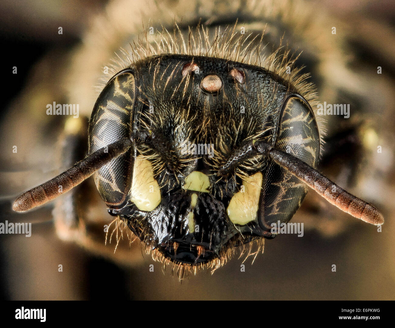 Calliopsis andreniformis hi-res stock photography and images - Alamy