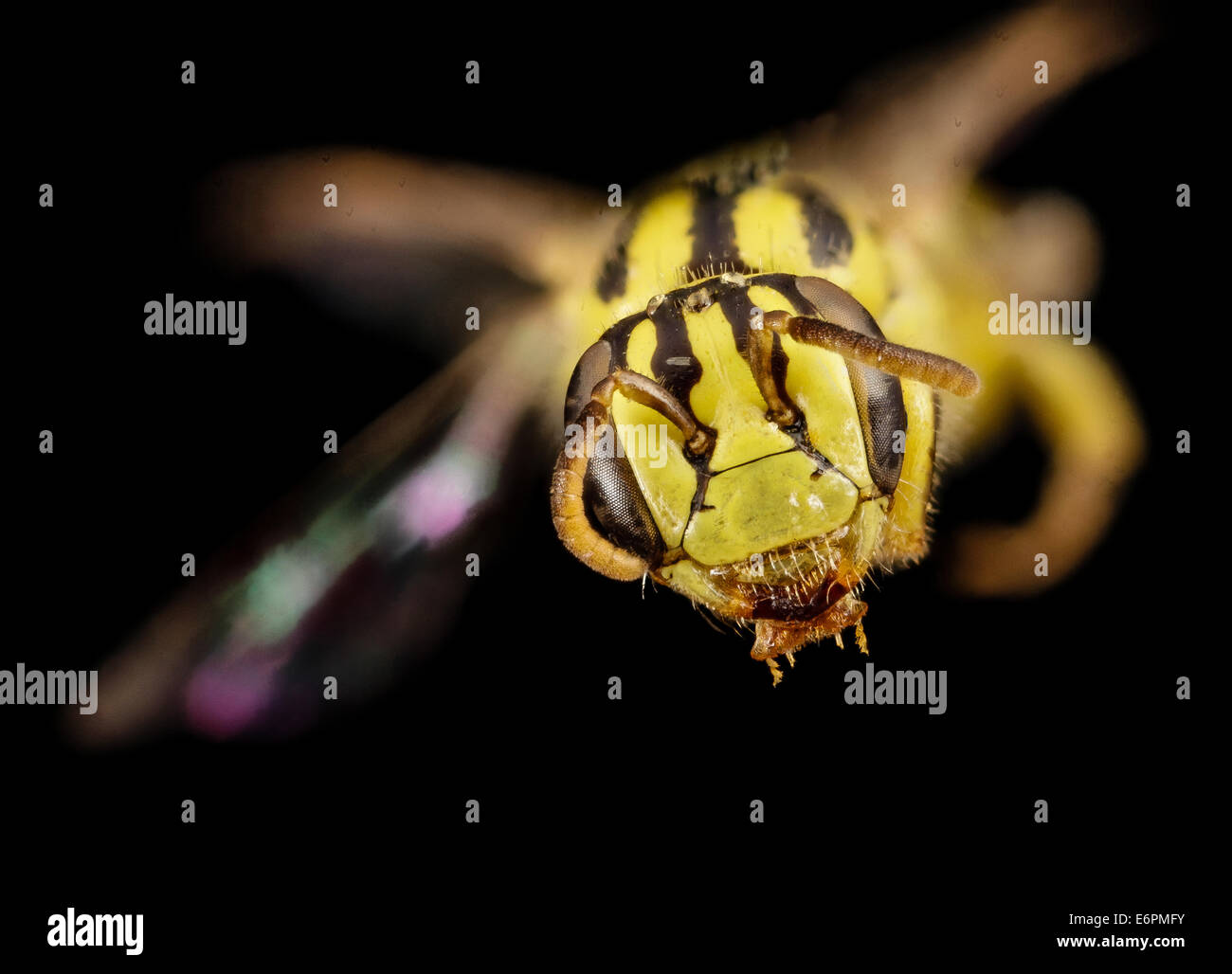 Callohesma hi-res stock photography and images - Alamy